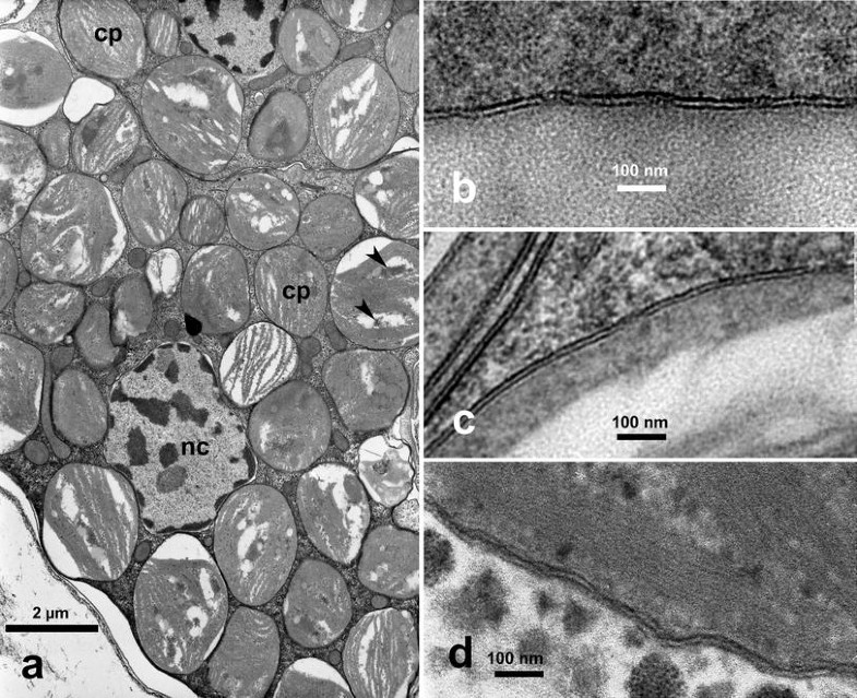 Variable retention of kleptoplast membranes in cells of sacoglossan sea ...