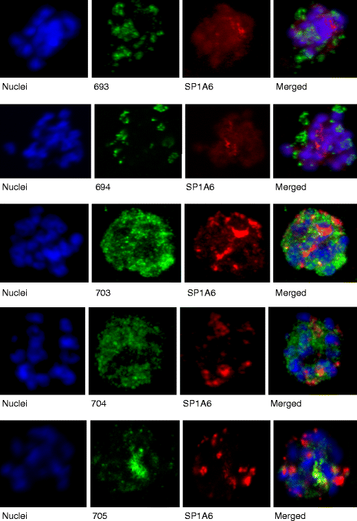 Proteins of the Plasmodium falciparum two transmembrane Maurer’s cleft ...