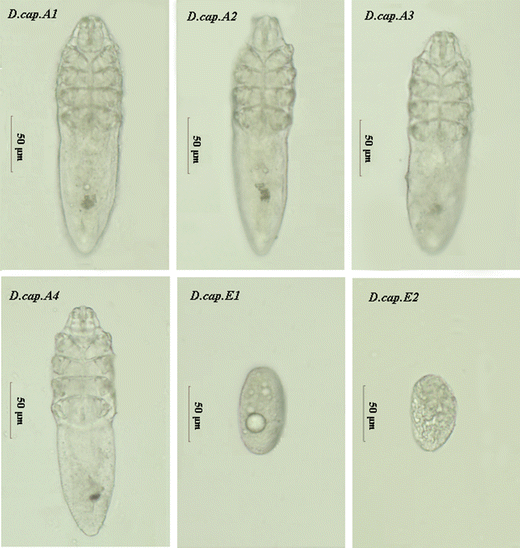 Phylogenetic analysis of Demodex caprae based on mitochondrial 16S rDNA ...