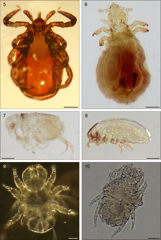 Parasites of wild rabbits ( Oryctolagus cuniculus) from an urban area ...