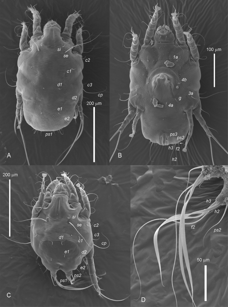 Integrated Bayesian species delimitation and morphological diagnostics ...
