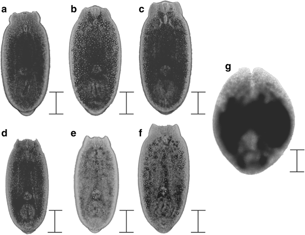 Consequences of eye fluke infection on anti-predator behaviours in ...