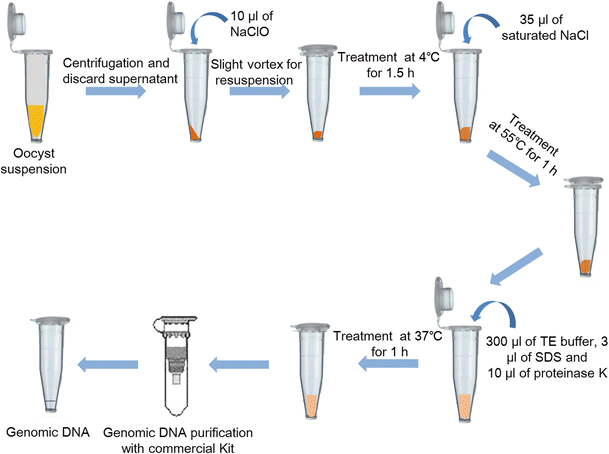 An optimized DNA extraction method for molecular identification of ...
