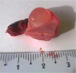 Prevalence of cysticercosis in Estonian pigs and cattle | SpringerLink