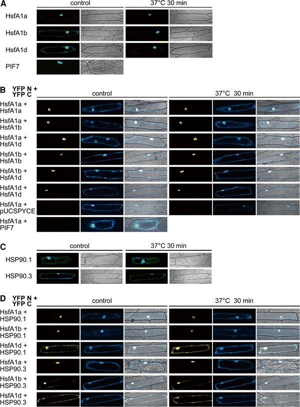 Arabidopsis HsfA1 transcription factors function as the main positive ...