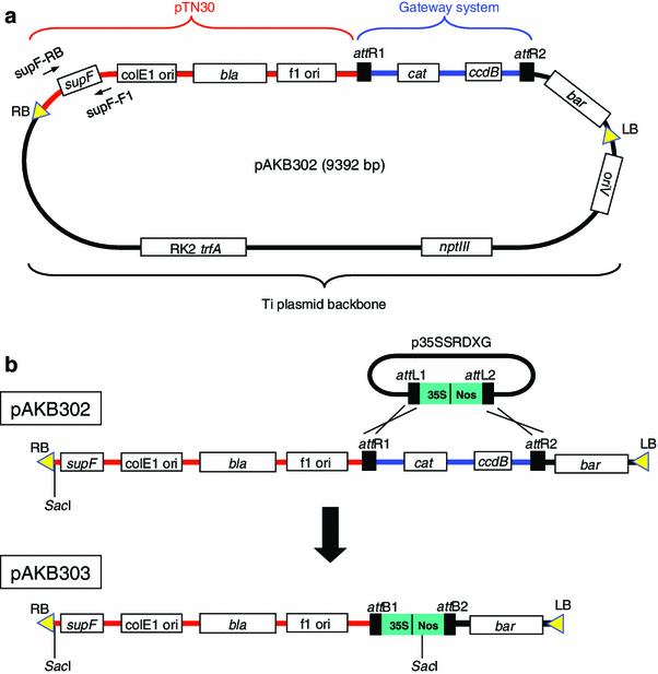 Construction of a supF-based system for detection of mutations in the ...