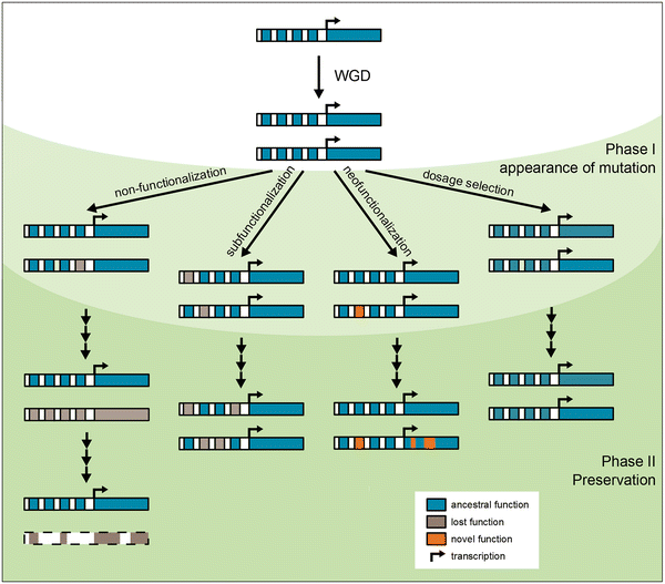 Whole-genome duplication in teleost fishes and its evolutionary ...