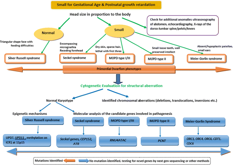 Primordial dwarfism: overview of clinical and genetic aspects ...