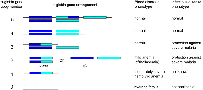Human gene copy number variation and infectious disease | SpringerLink
