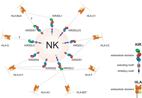 KIR and HLA under pressure: evidences of coevolution across worldwide ...