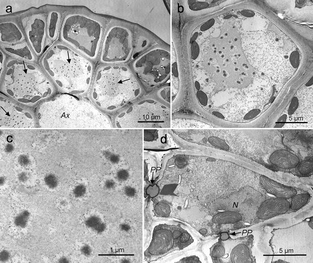 Cellular and subcellular localization of kainic acid in the marine red ...
