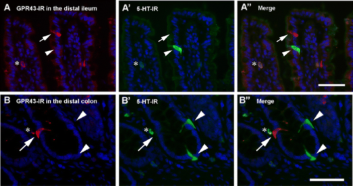 Short-chain fatty acid receptor, GPR43, is expressed by enteroendocrine ...