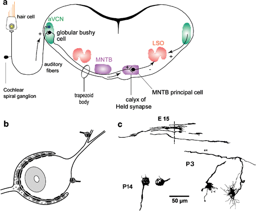 The calyx of Held | SpringerLink
