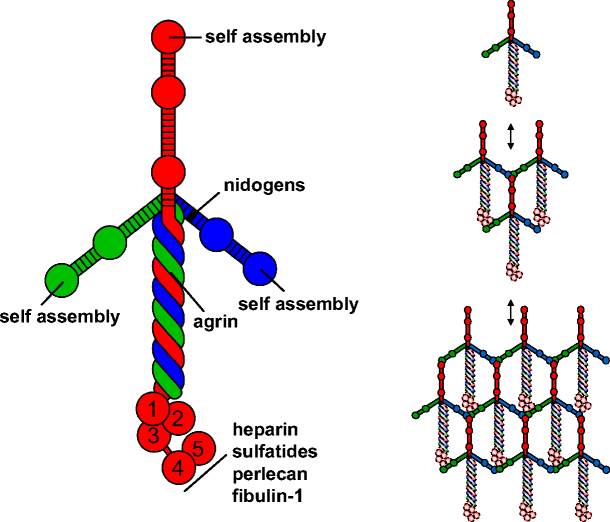 Laminins | SpringerLink