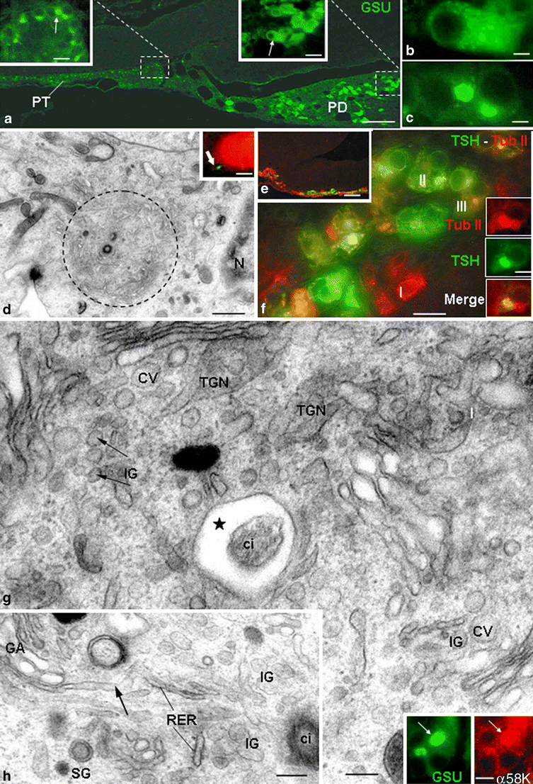 Cell organization of the rat pars tuberalis. Evidence for open ...