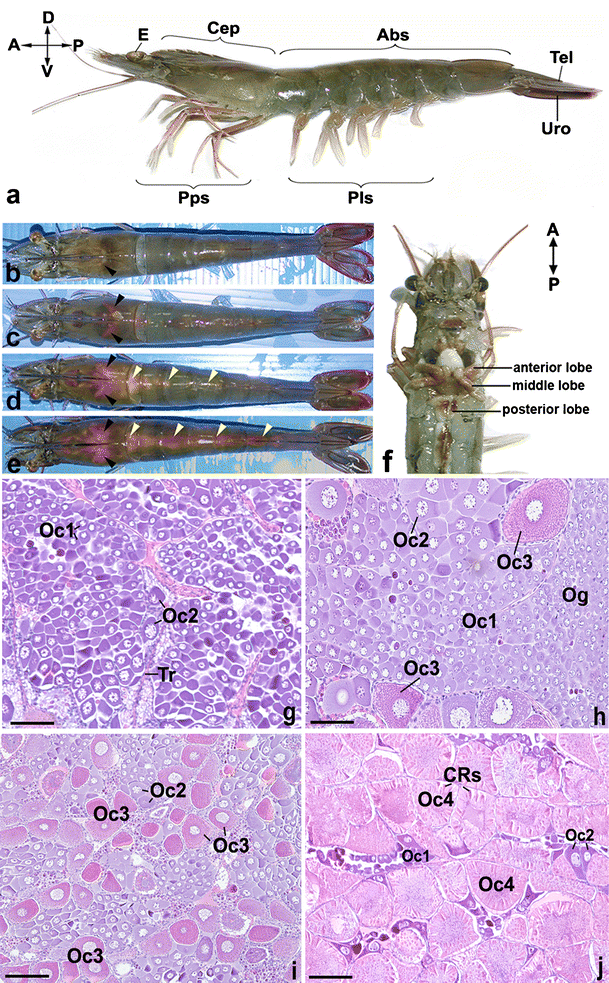 Existence and distribution of gonadotropin-releasing hormone-like ...