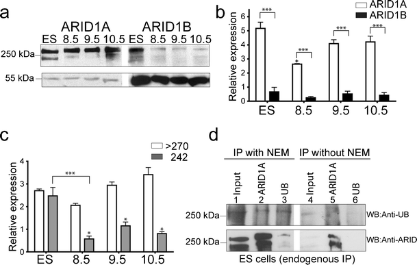 Dynamics of expression of ARID1A and ARID1B subunits in mouse embryos ...