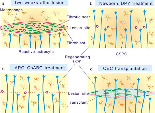 Role of the lesion scar in the response to damage and repair of the ...
