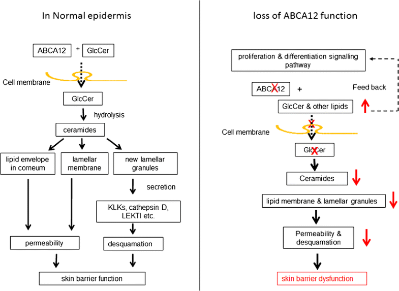 Harlequin ichthyosis: ABCA12 mutations underlie defective lipid ...