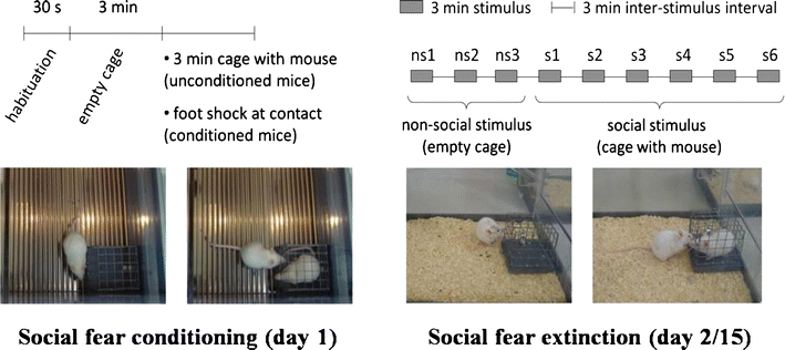 Animal models of social avoidance and social fear | SpringerLink