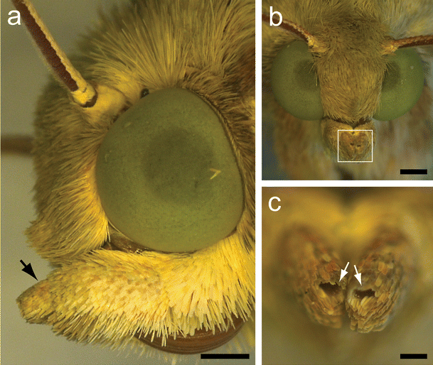 Fine structure and primary sensory projections of sensilla located in ...