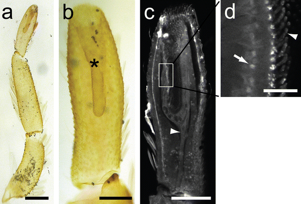 Fine structure and primary sensory projections of sensilla located in ...