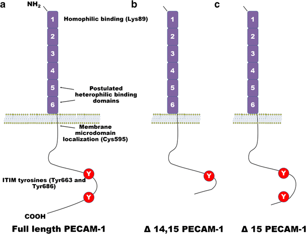 PECAM-1: regulator of endothelial junctional integrity | SpringerLink