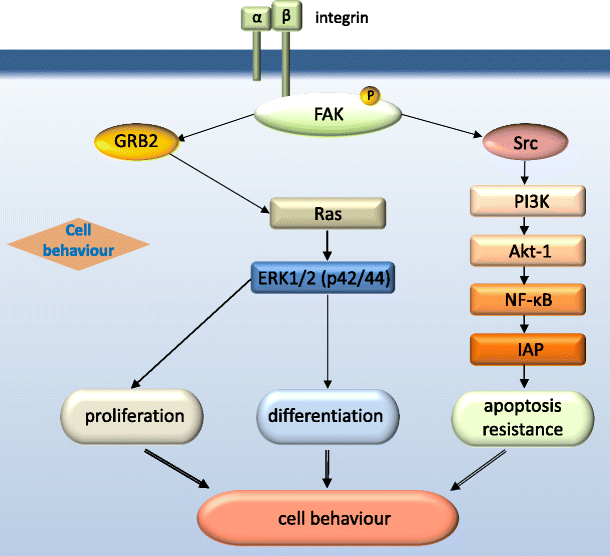 Focal adhesion kinase (FAK) perspectives in mechanobiology ...