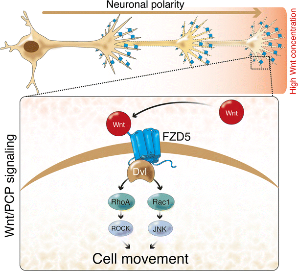 Wnt signalling in neuronal differentiation and development | SpringerLink