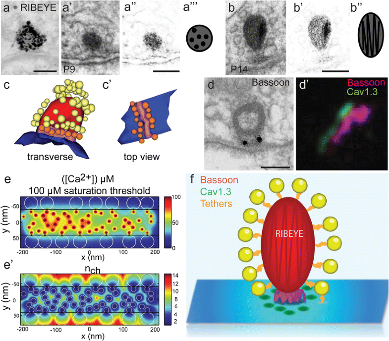 Relating structure and function of inner hair cell ribbon synapses ...