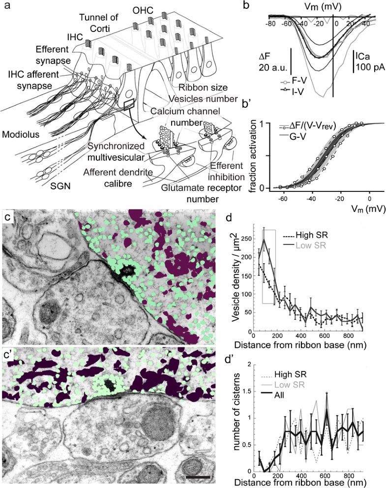 Relating structure and function of inner hair cell ribbon synapses ...