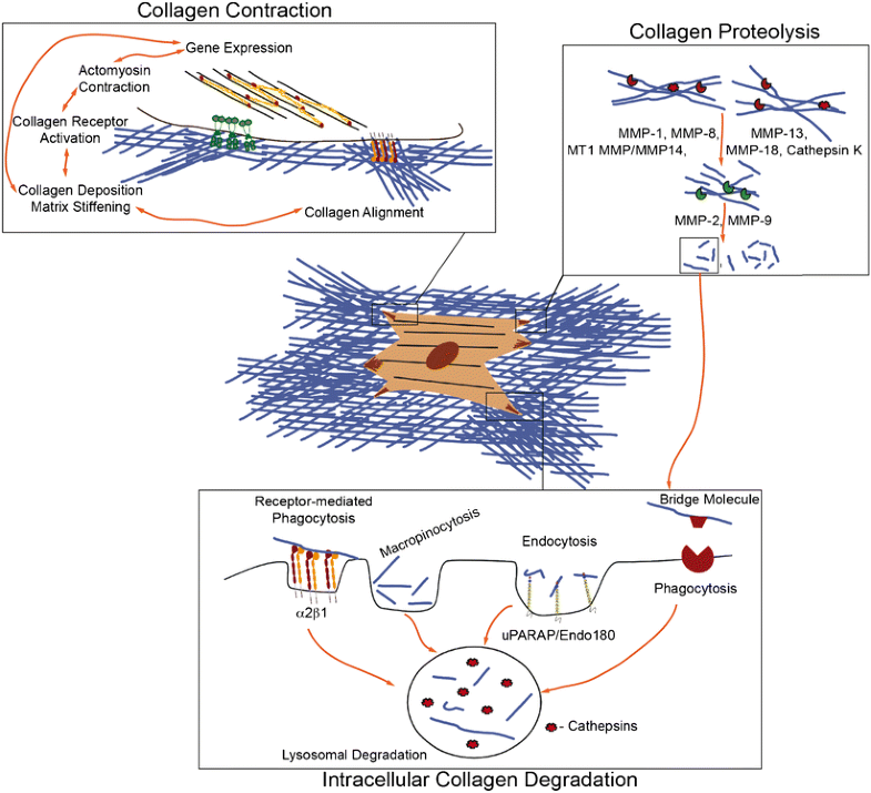 Contribution of collagen adhesion receptors to tissue fibrosis ...