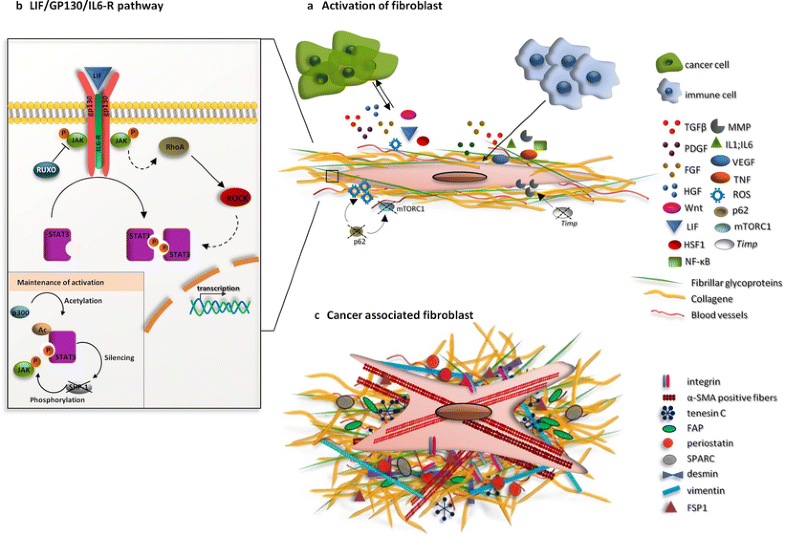 Fibroblast activation in cancer: when seed fertilizes soil | SpringerLink