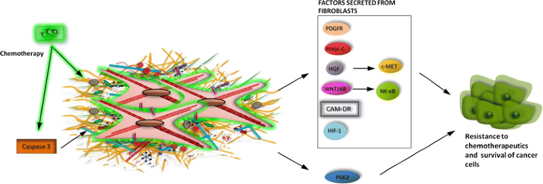 Fibroblast activation in cancer: when seed fertilizes soil | SpringerLink