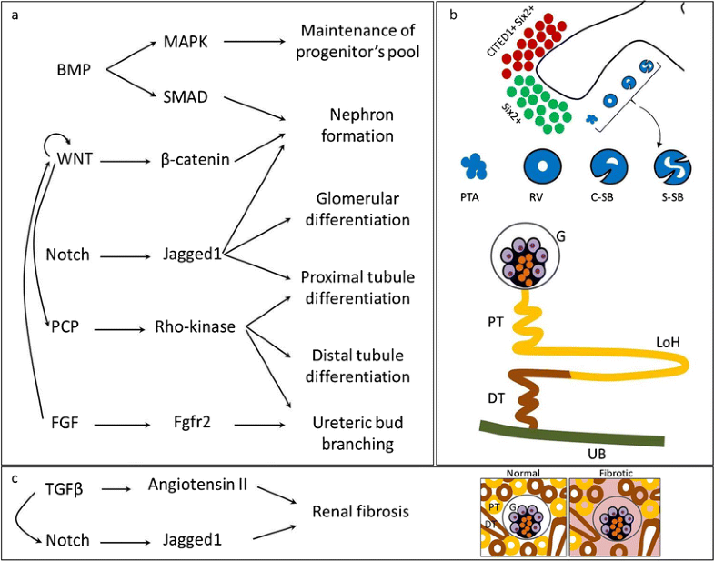 Kidney development and perspectives for organ engineering | SpringerLink
