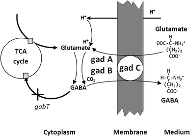 Effects of glutamate decarboxylase and gamma-aminobutyric acid (GABA ...