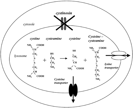 Strict cysteamine dose regimen is required to prevent nocturnal cystine ...