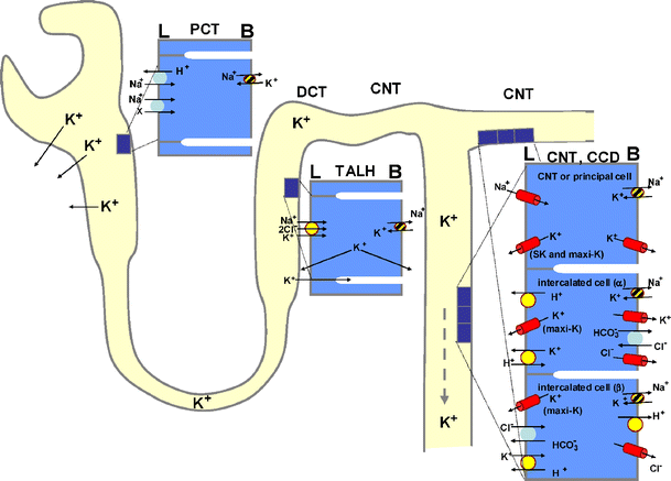 Potassium transport in the maturing kidney | SpringerLink