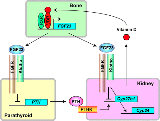 Overview of the FGF23-Klotho axis | SpringerLink