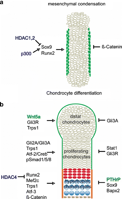 Transcriptional networks controlling chondrocyte proliferation and ...