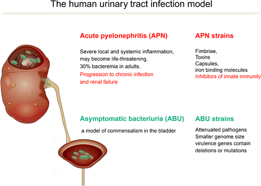 Susceptibility to acute pyelonephritis or asymptomatic bacteriuria ...