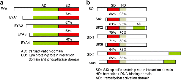 The EYA-SO/SIX complex in development and disease | SpringerLink