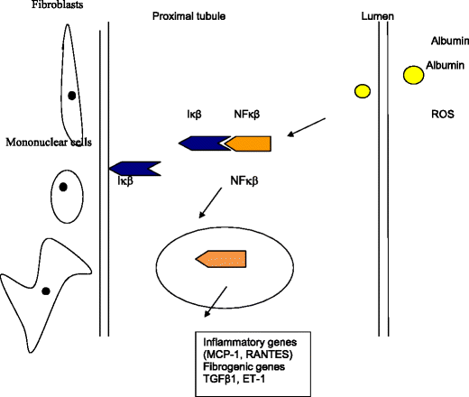 Proteinuria and progression of glomerular diseases | SpringerLink