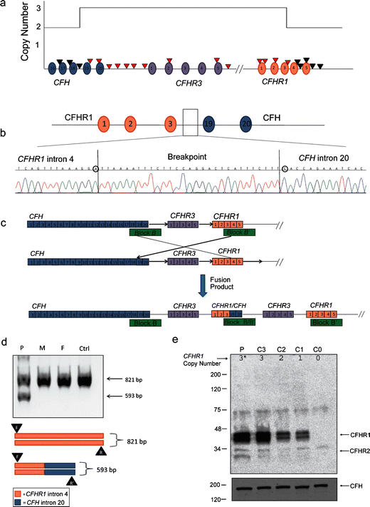 A novel hybrid CFHR1/CFH gene causes atypical hemolytic uremic syndrome ...