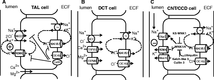 Inward-rectifying potassium channelopathies: new insights into ...