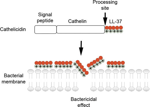 The role of the antimicrobial peptide cathelicidin in renal diseases ...