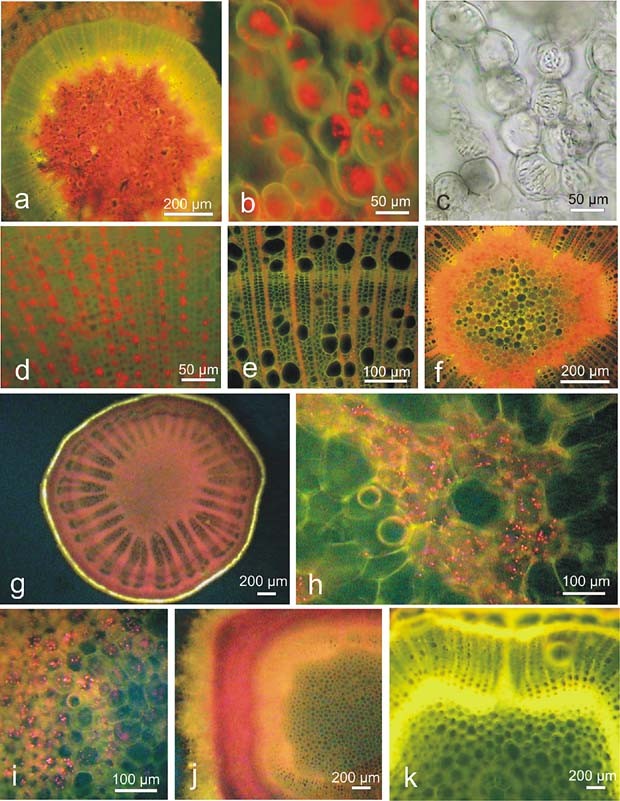 Chlorophyll distribution pattern in inner stem tissues: evidence from ...