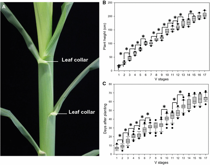 Tracking maize pollen development by the Leaf Collar Method | SpringerLink
