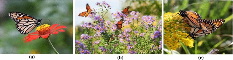 Butterfly Optimization Algorithm A Novel Approach For Global Optimization Springerlink