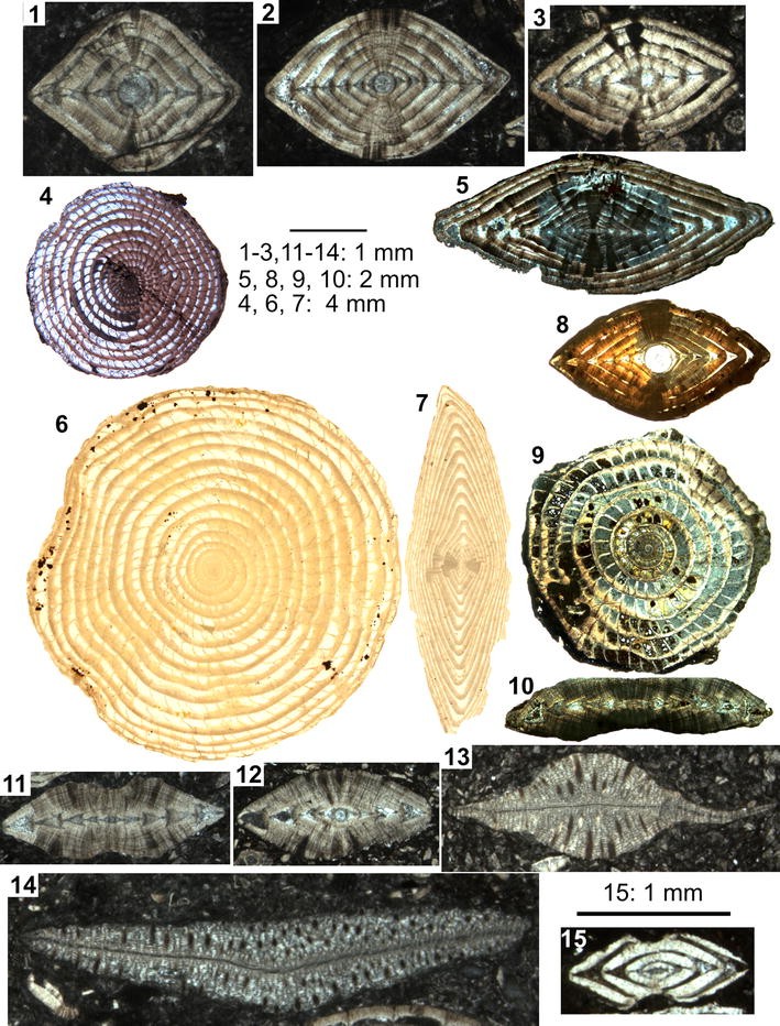 Evolution of the Paleocene-Early Eocene larger benthic foraminifera in ...